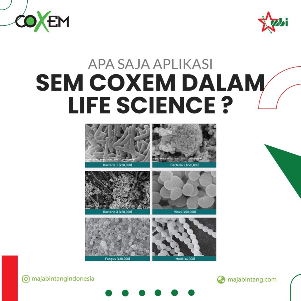 Apa Saja Aplikasi SEM COXEM dalam Life Science ? - News Maja Bintang